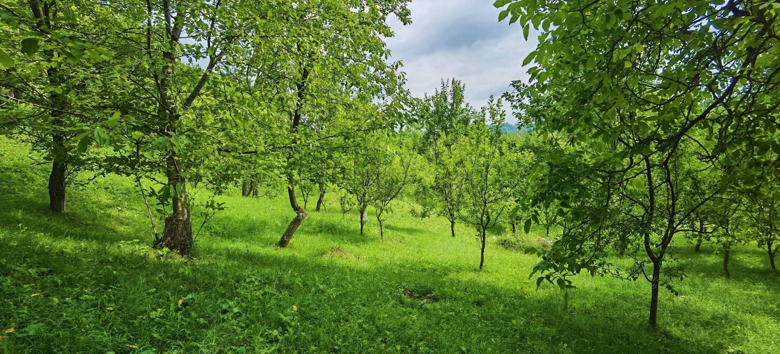 Teren mirific in Talea 2543MP - 11euro/mp , retras de la vanzare ...