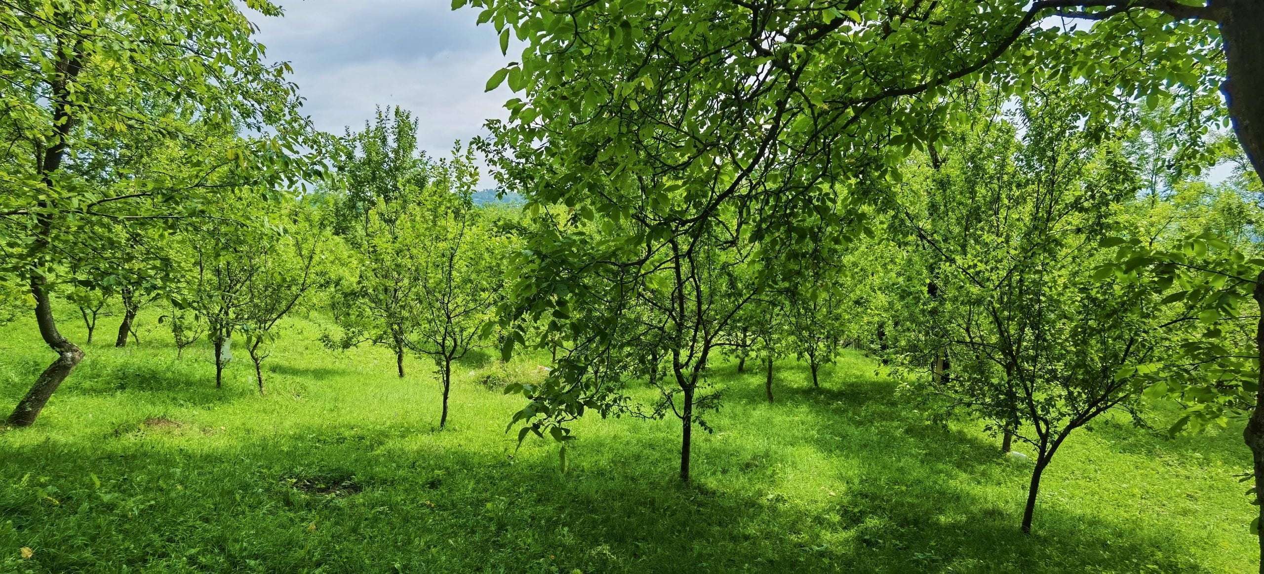 Teren mirific in Talea 2543MP - 11euro/mp , retras de la vanzare ...