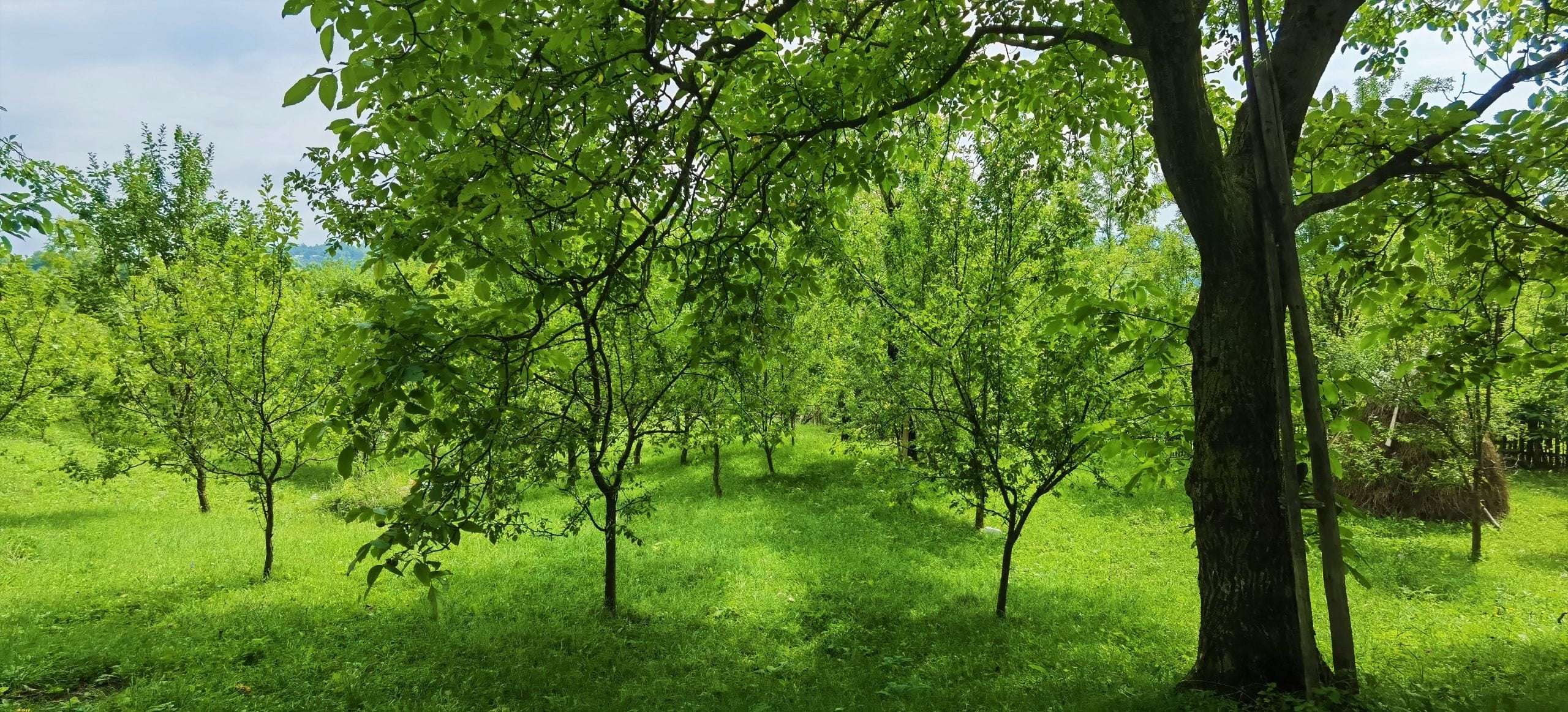 Teren mirific in Talea 2543MP - 11euro/mp , retras de la vanzare ...