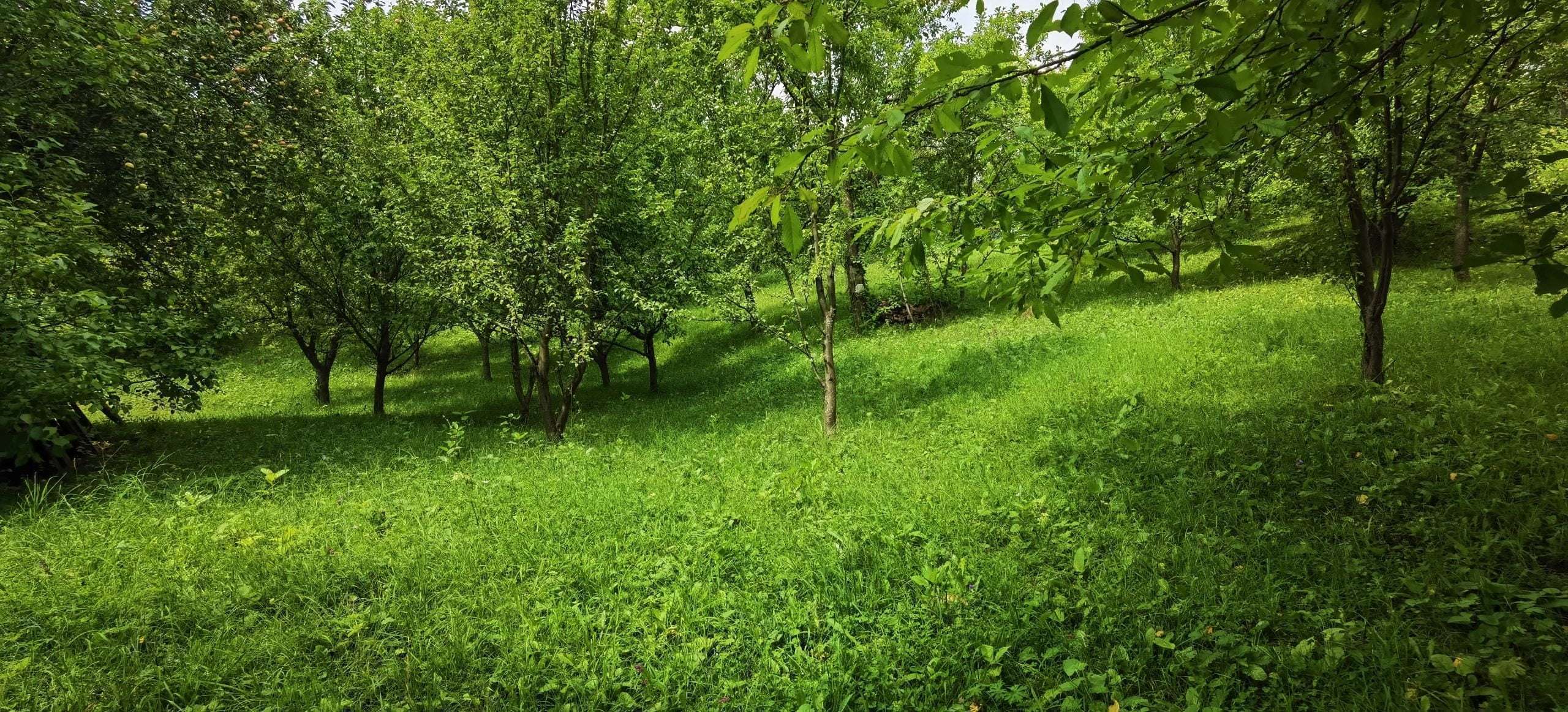 Teren mirific in Talea 2543MP - 11euro/mp , retras de la vanzare ...