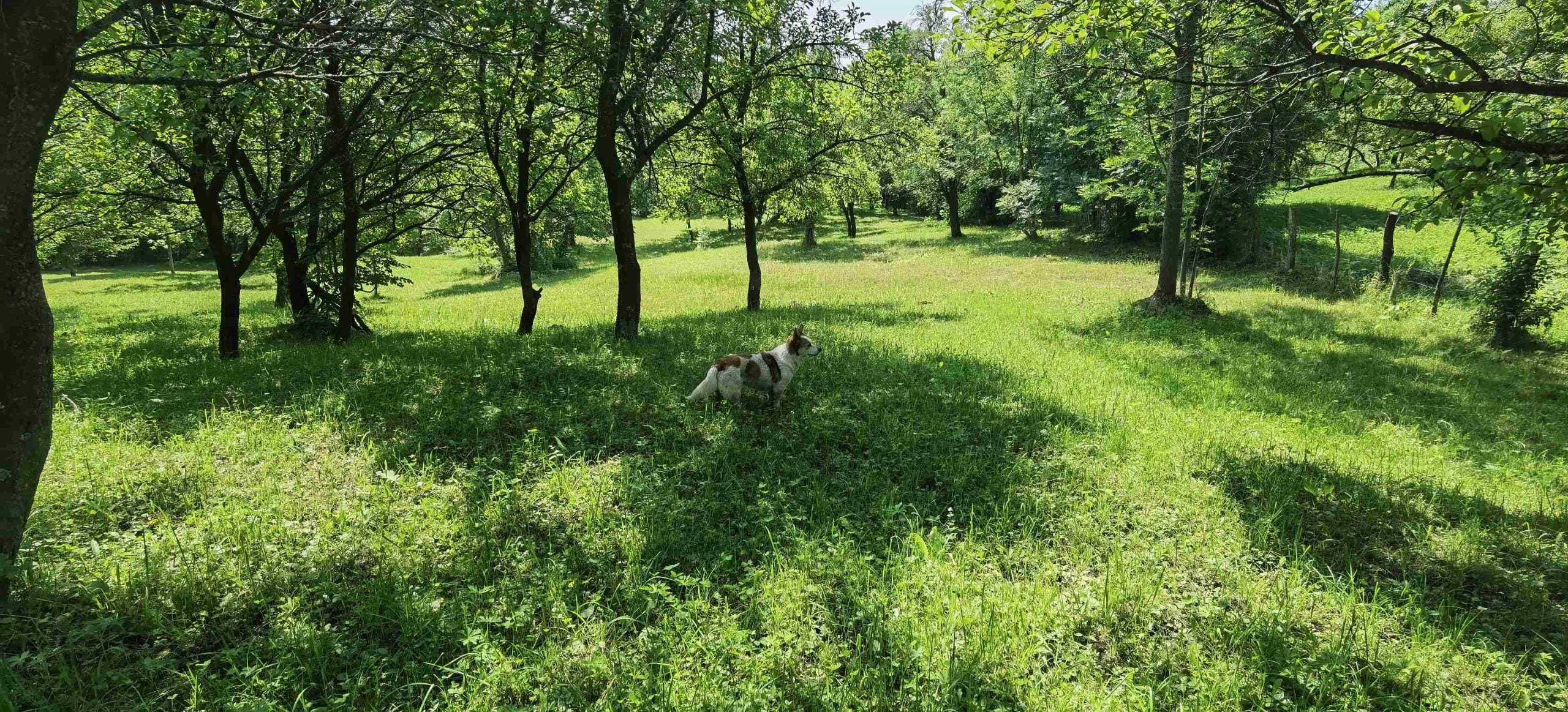 Teren Talea 5000Mp -10e/mp | Terenuri august 2024 Imobiliare Breaza